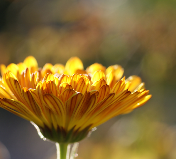 Continuing Education (CE) for Mental Health Professionals | PESI Canada